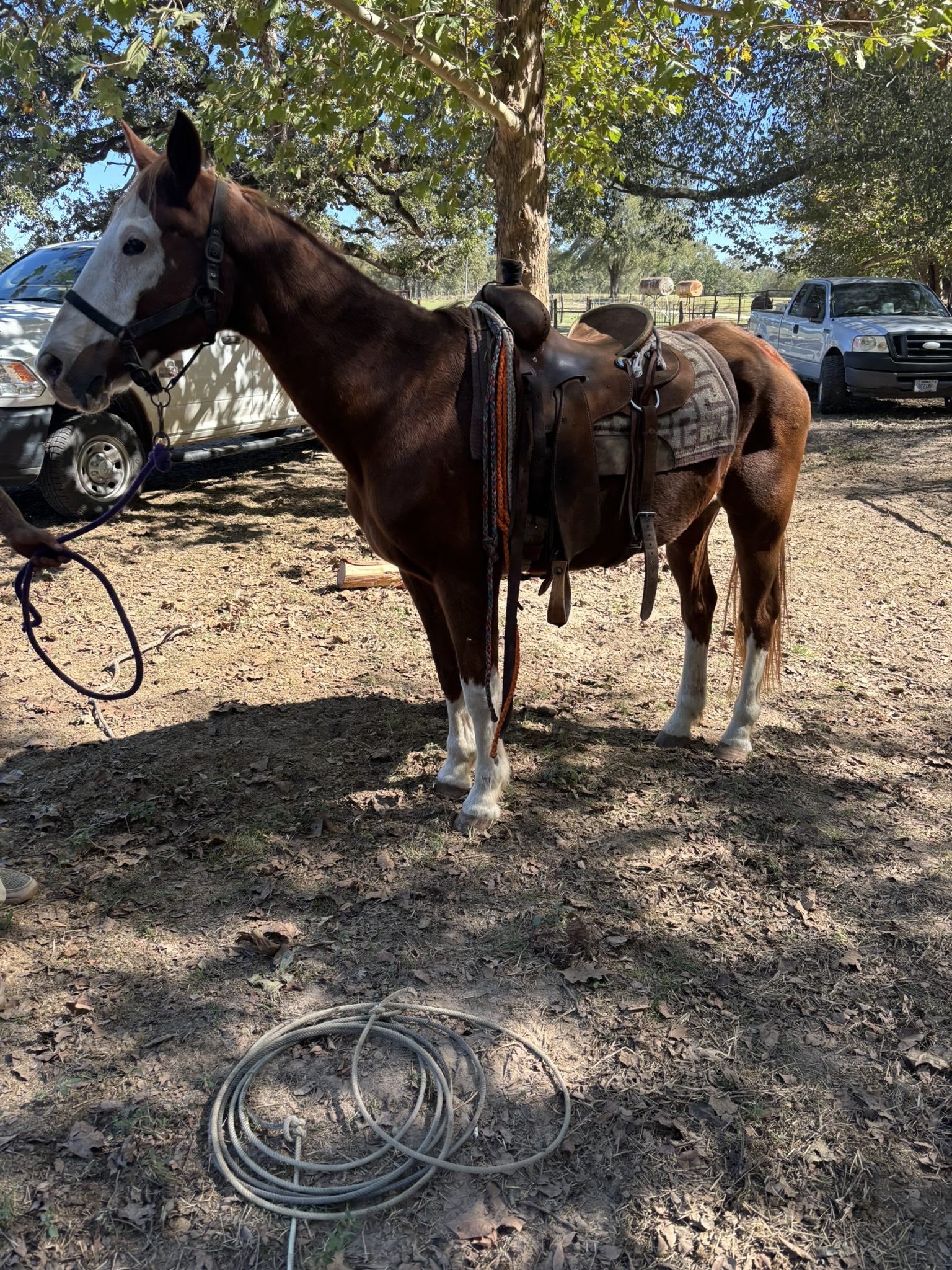 Cleo - Texas Made Horse Rescue